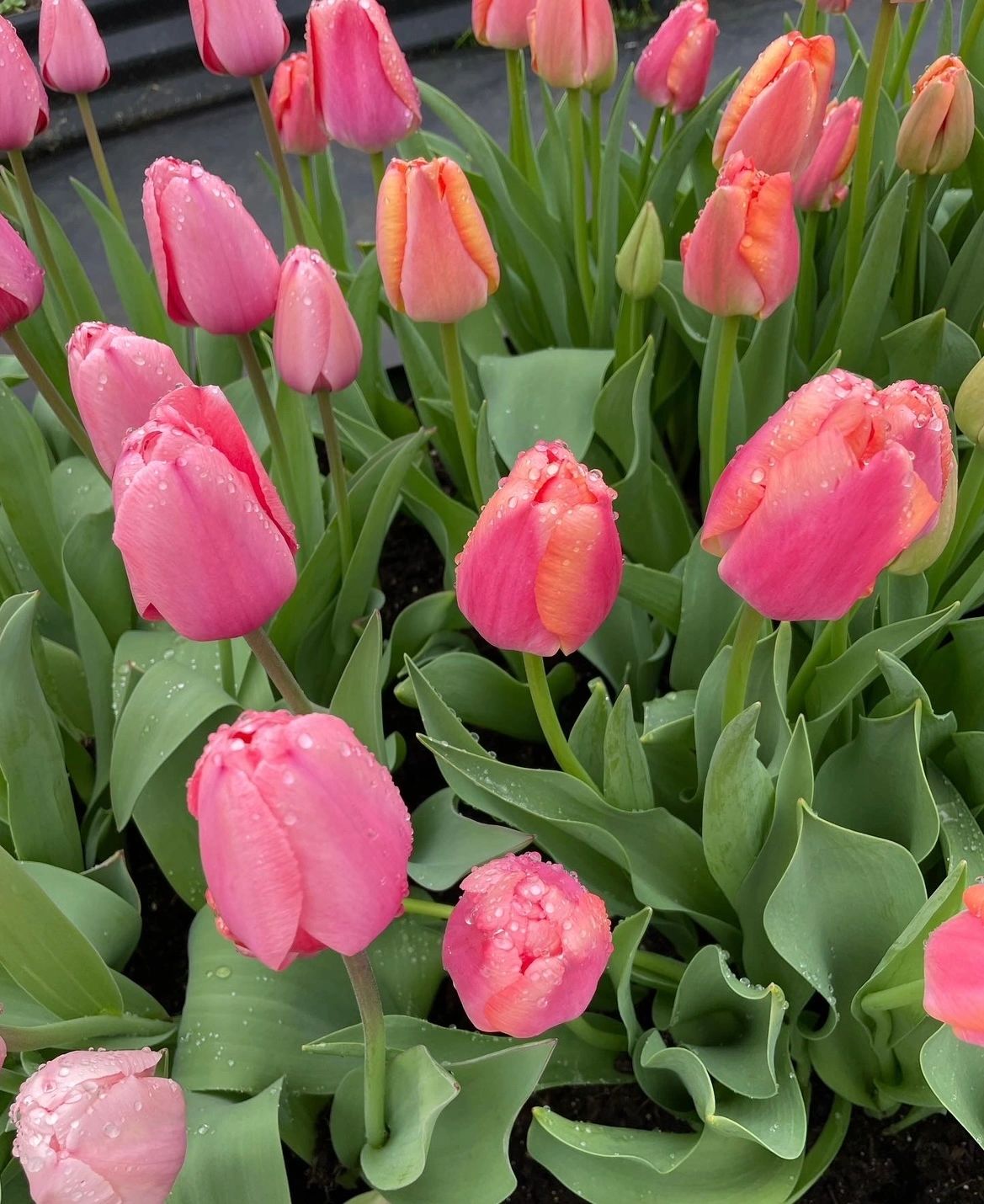Given Flower Company