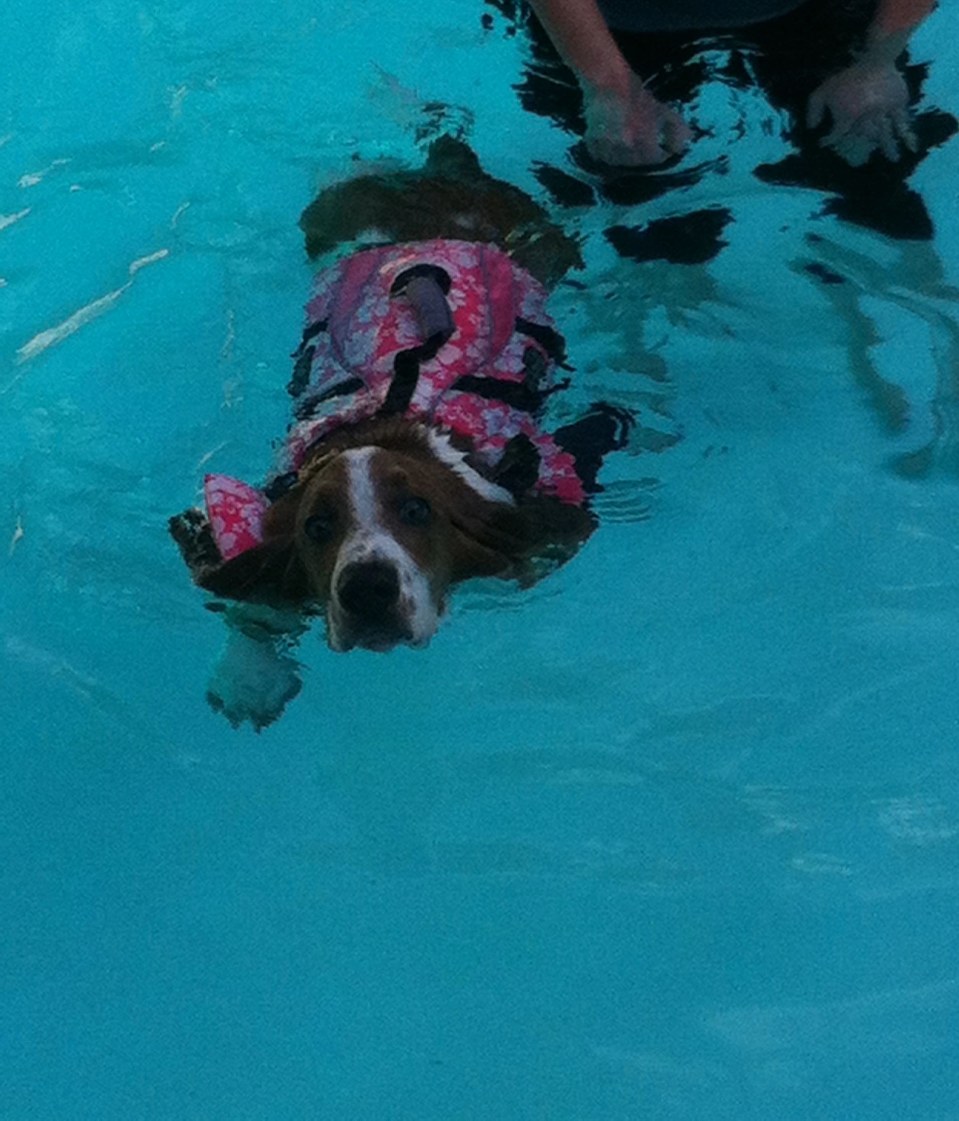 How Long Should A Dog Swim