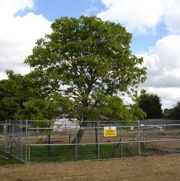 Tree Surveys in Scotland