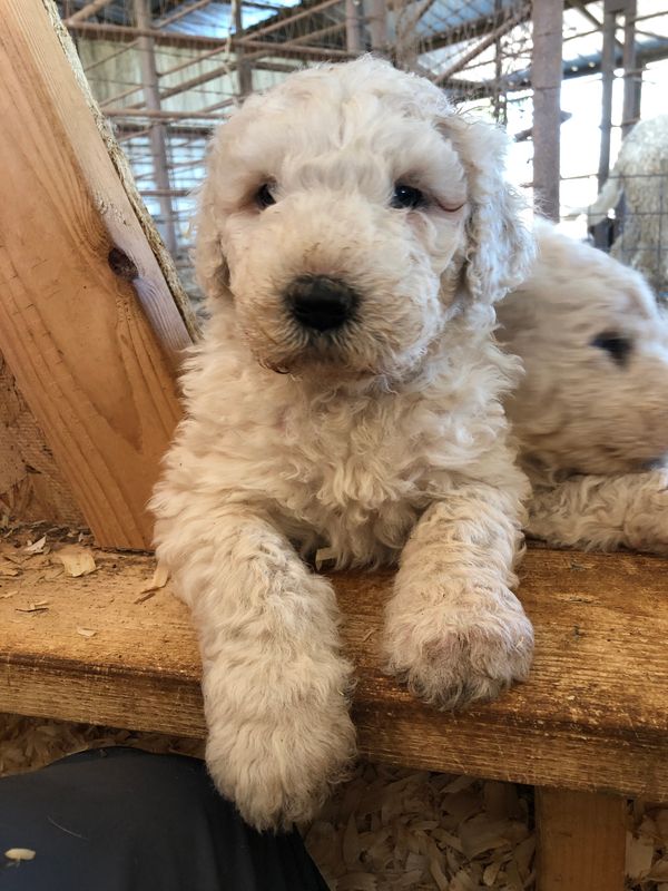 Twisted V Ranch - Komondors, Texel Sheep