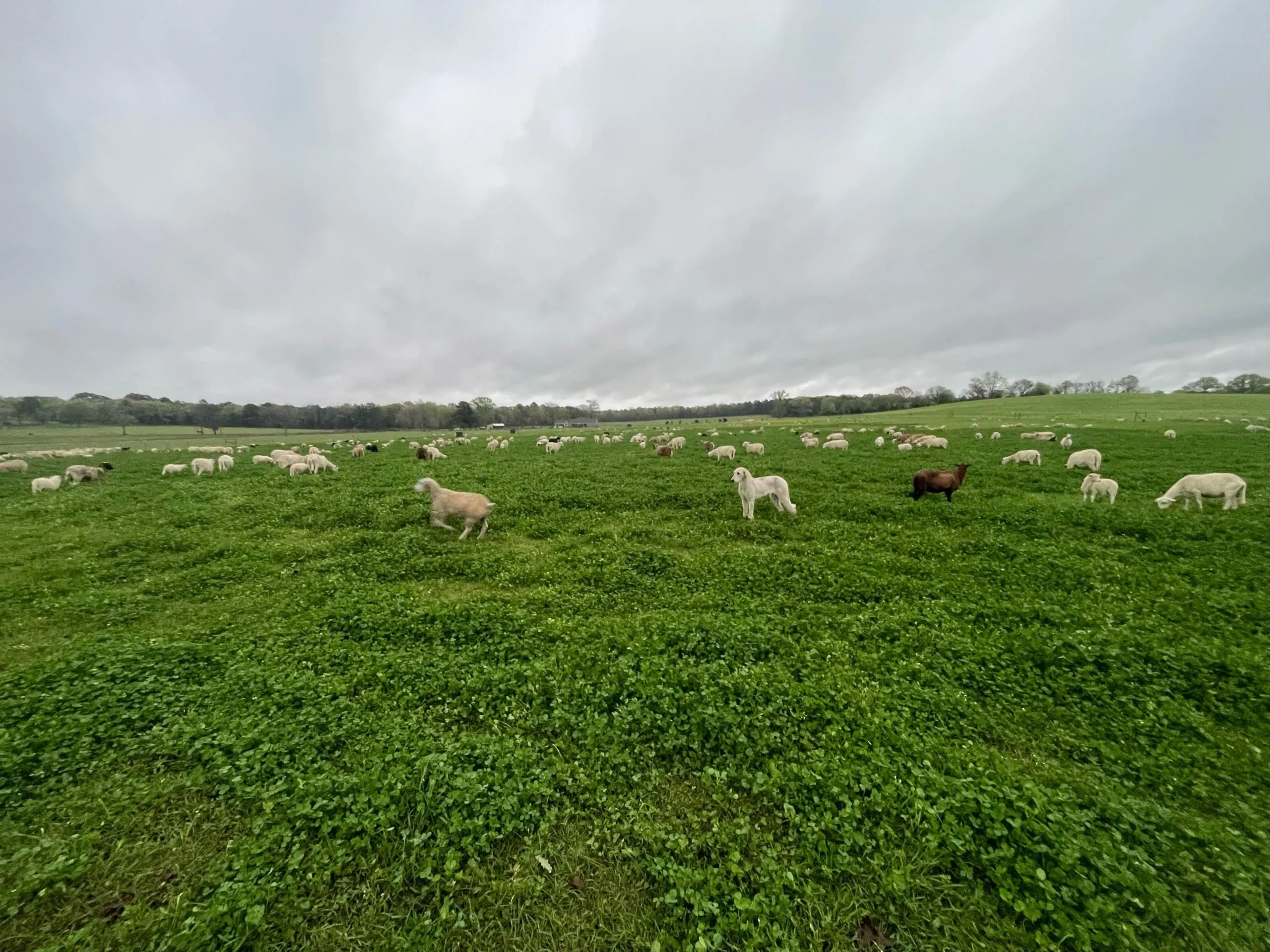 Twisted V Ranch - Komondors, Texel Sheep
