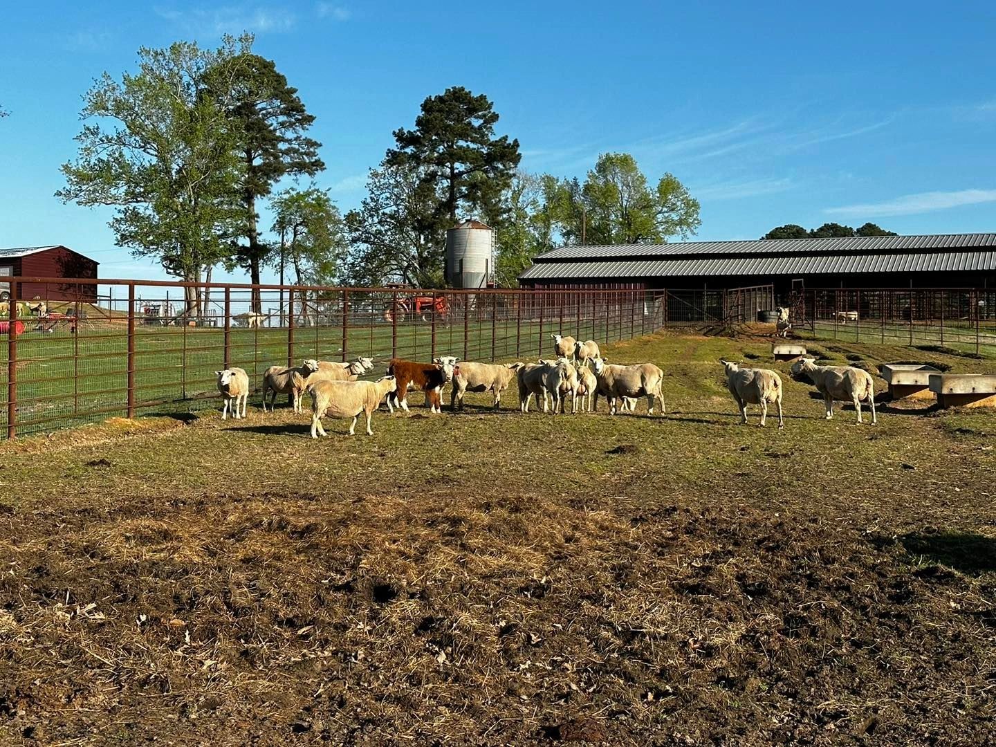 Twisted V Ranch - Komondors, Texel Sheep