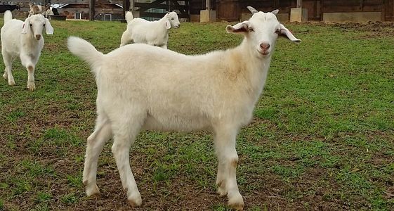 Sapelo Farms | Sapelo Farms