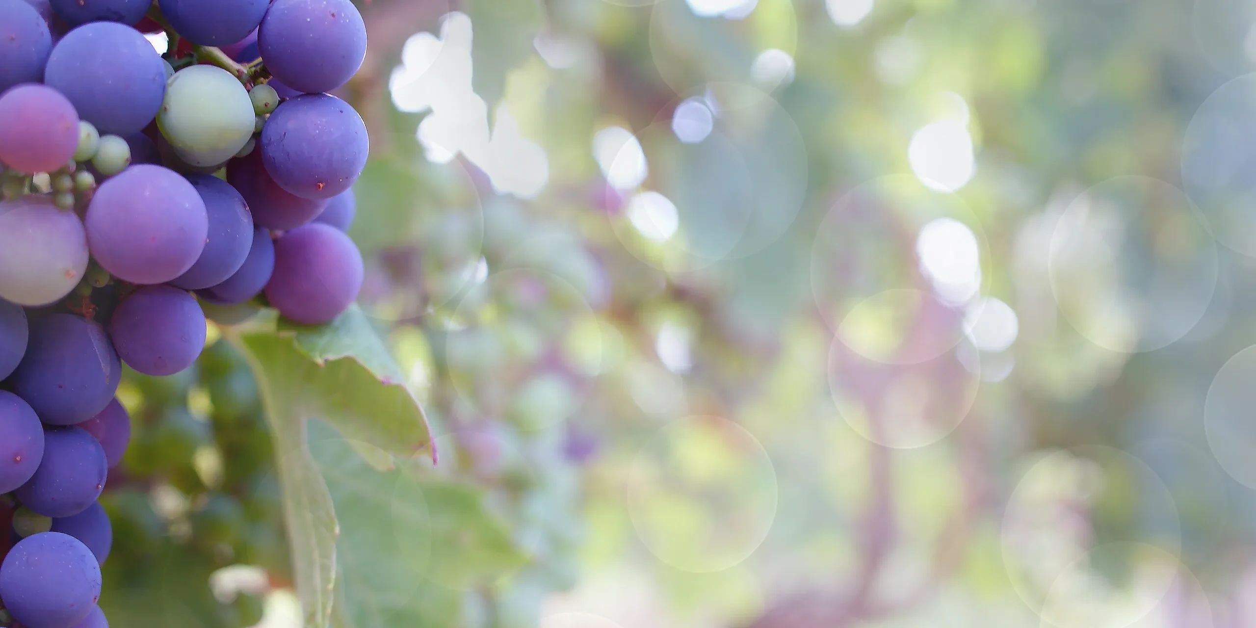 The Grapevine Family | The Oldtimers' Grapevine