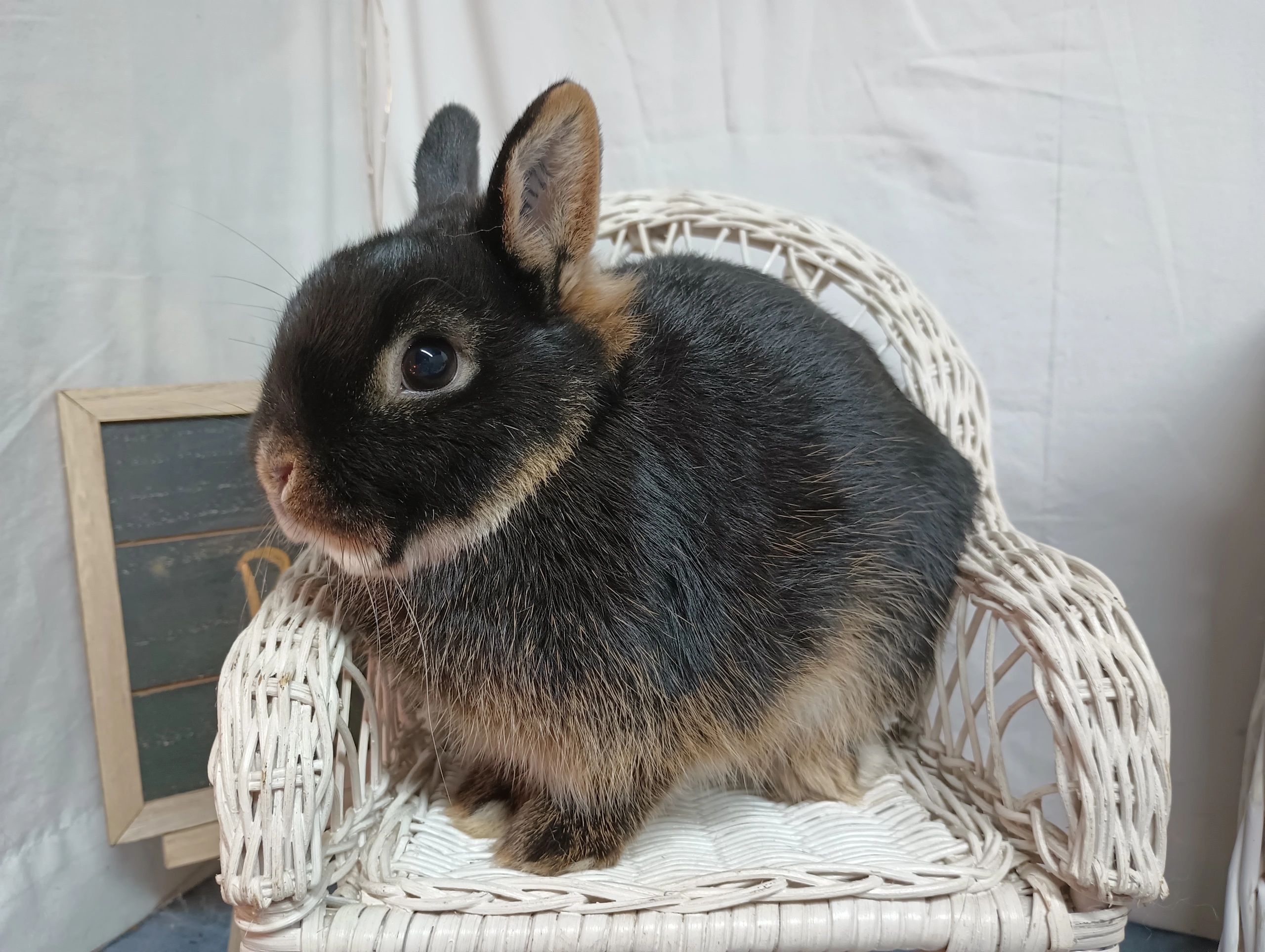 Tan Pattern Bunny Colors (02/05/24)