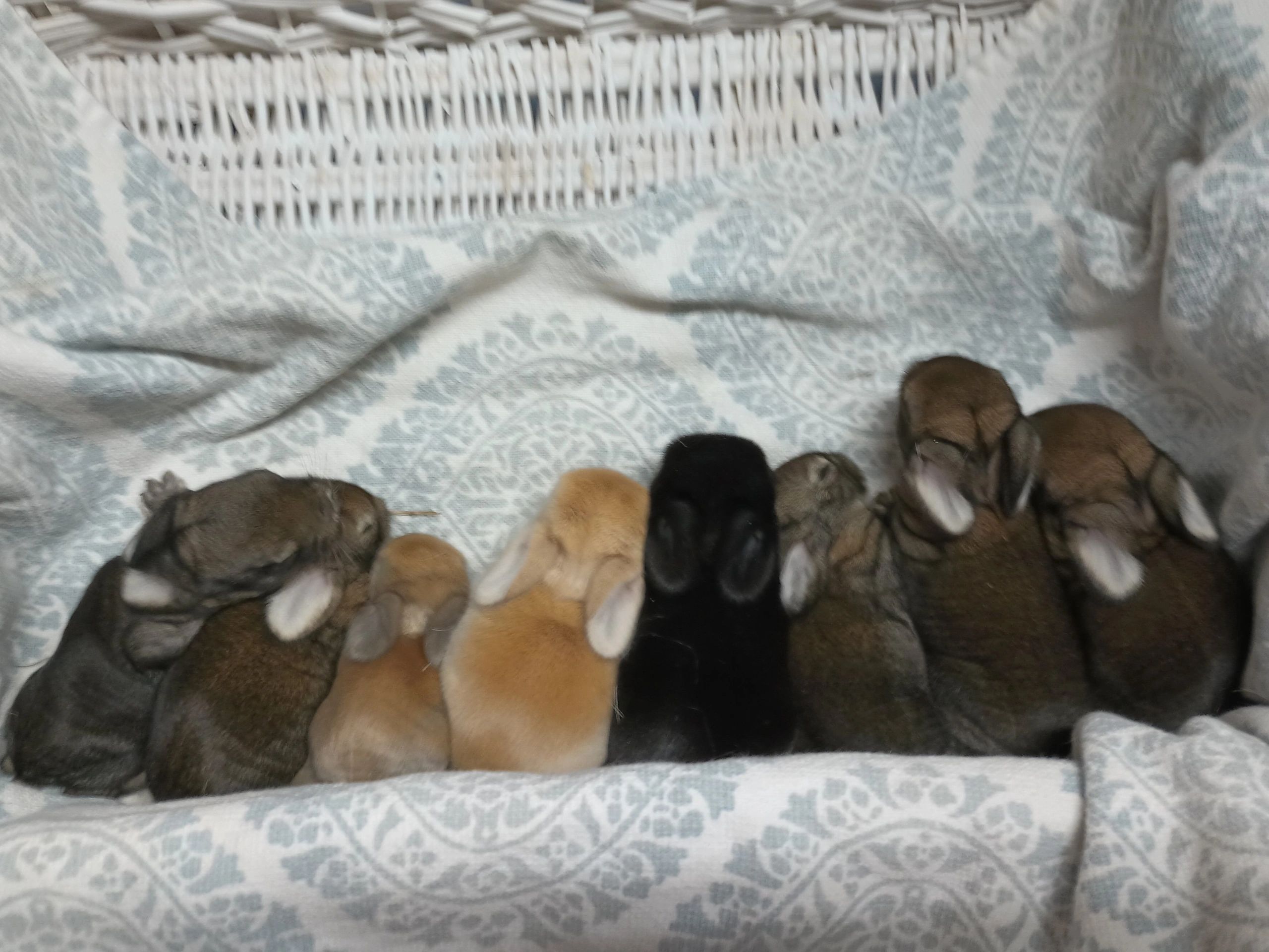 Upcoming Litters