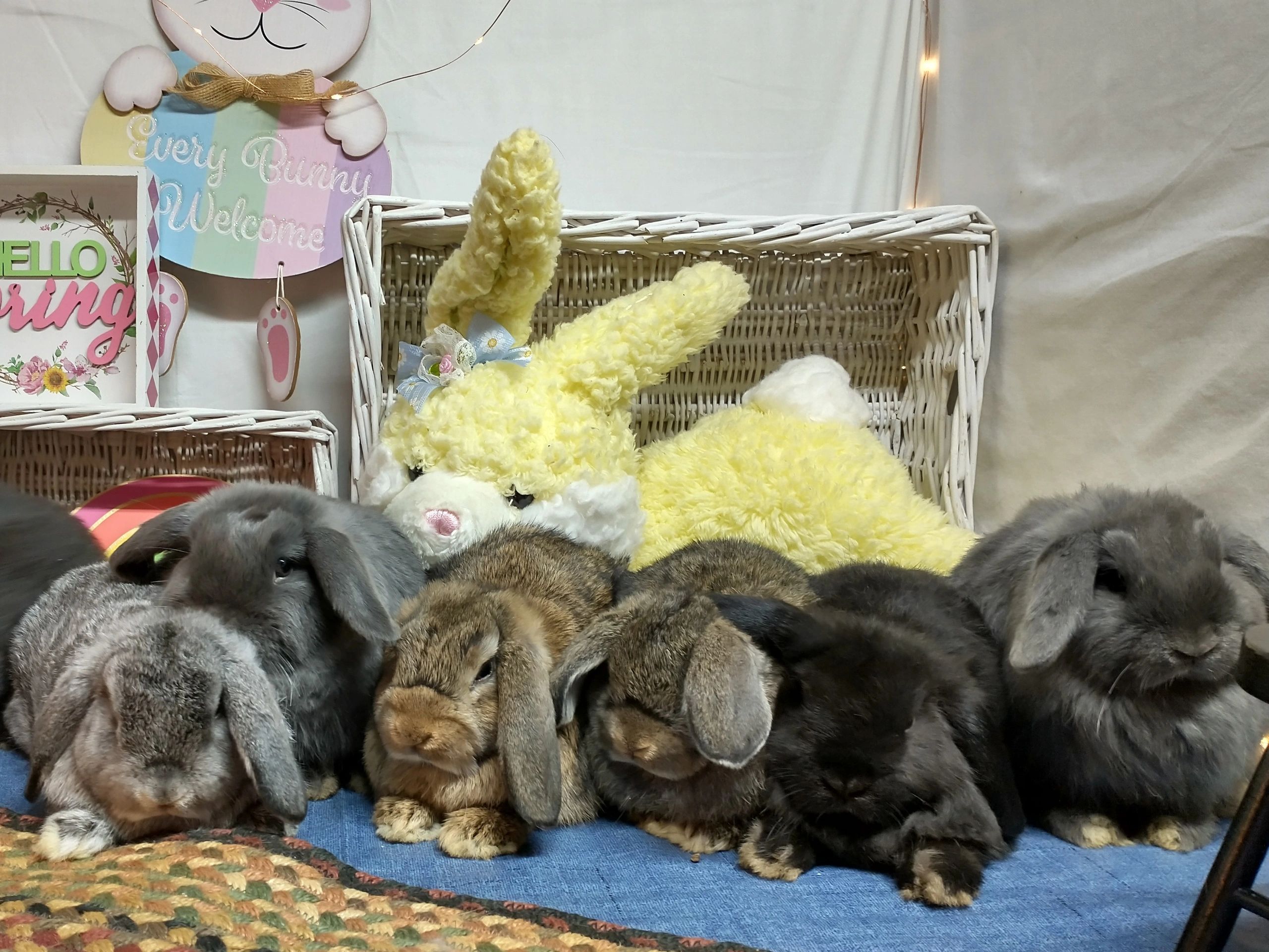 Bunny Health Checklist and Signs