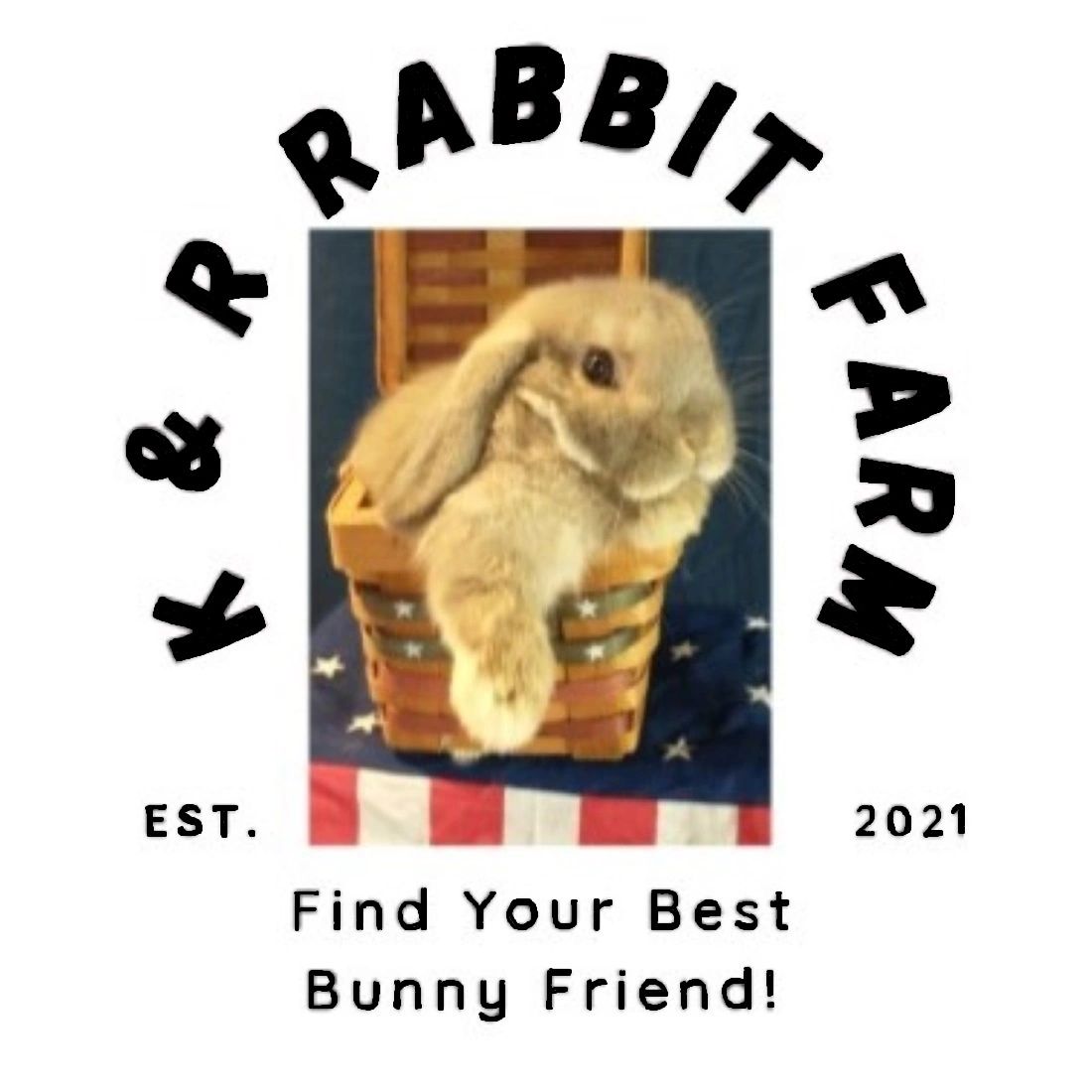 Available Holland Lops