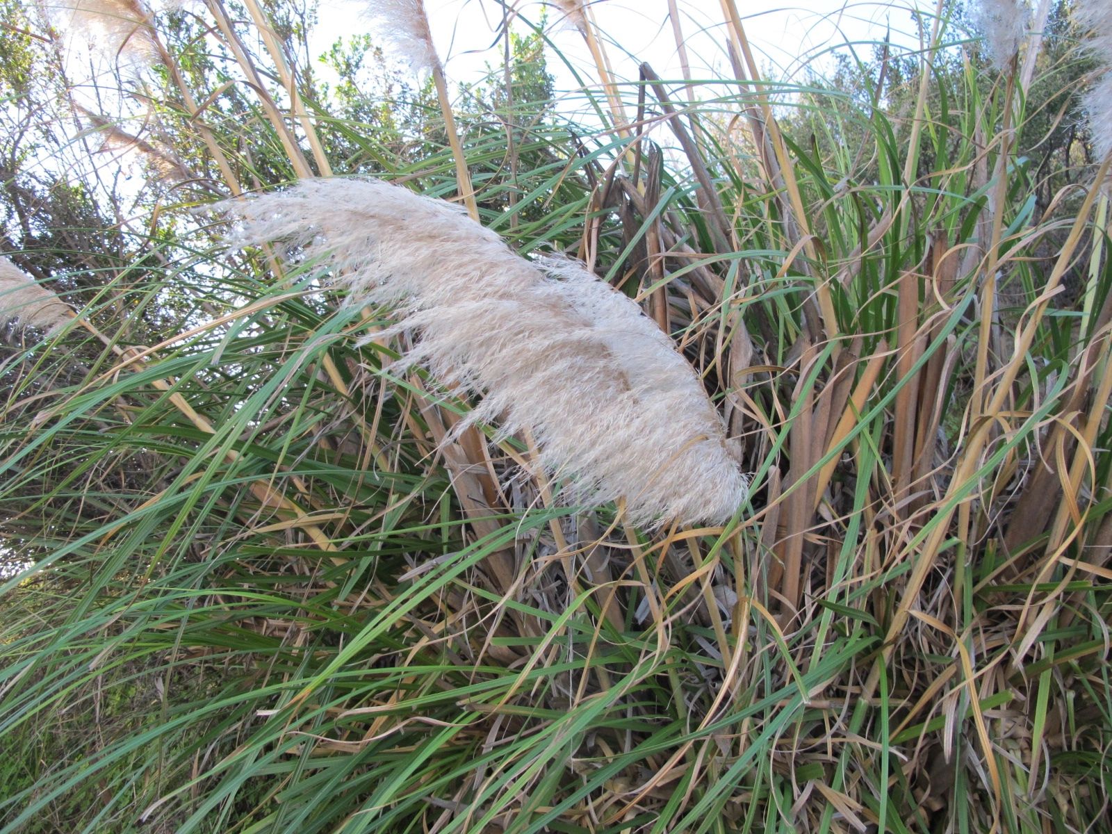Invasive Plant Spotlight: Pampas Grass