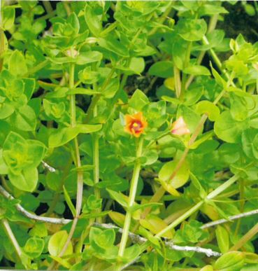 Invasive Plant Spotlight: Scarlet Pimpernel