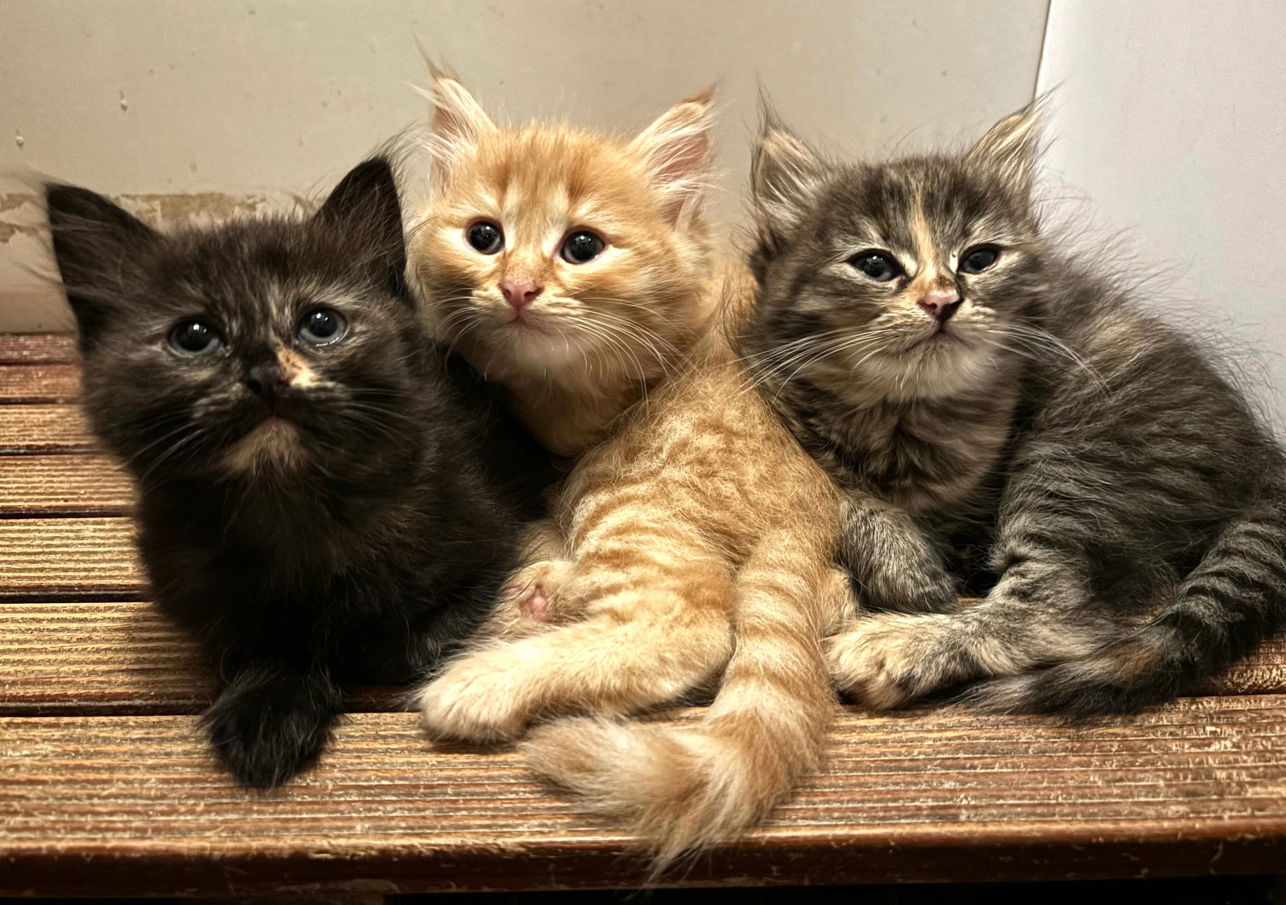 Siberian Kittens in New York City, NY | Petite Siberians