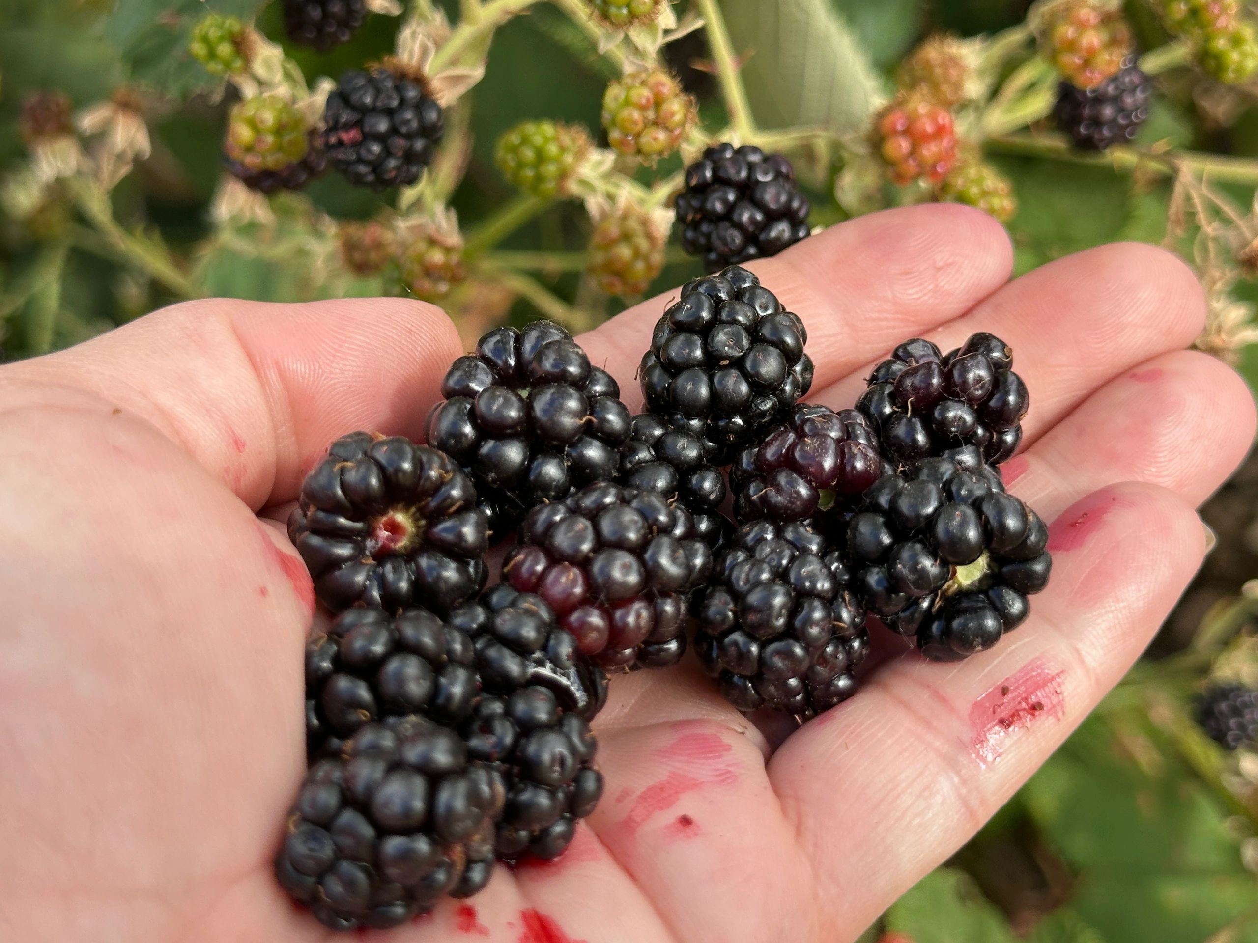 Wild Black Berry Picking & You Pick Flower Farm Visit