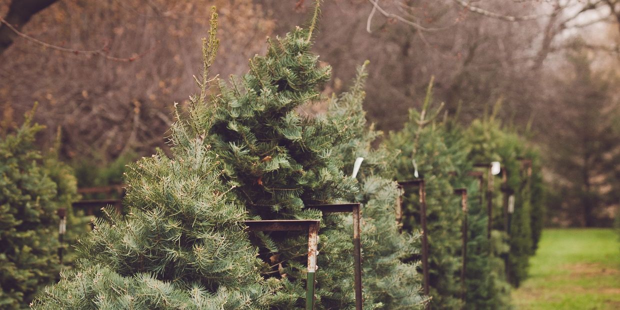 Christmas Trees | Peacock Road Family Farm