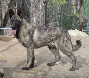 Brindle info | K9 Pines Home of the Blue, Brindle, Isabella, Liver ...