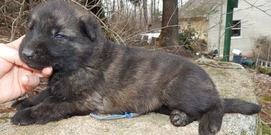 Brindle info | K9 Pines Home of the Blue, Brindle, Isabella, Liver ...