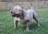 Southeast Bully Kennels - American Bully Stud, Exotic Bully Stud ...
