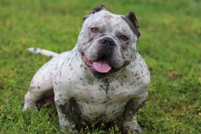 Genetics of Dog Coat Color - Southeast Bully Kennels