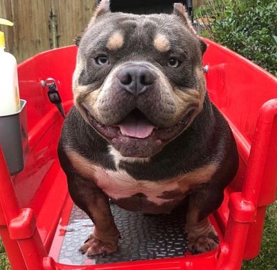 BULLY STUDS | Southeast Bully Kennels