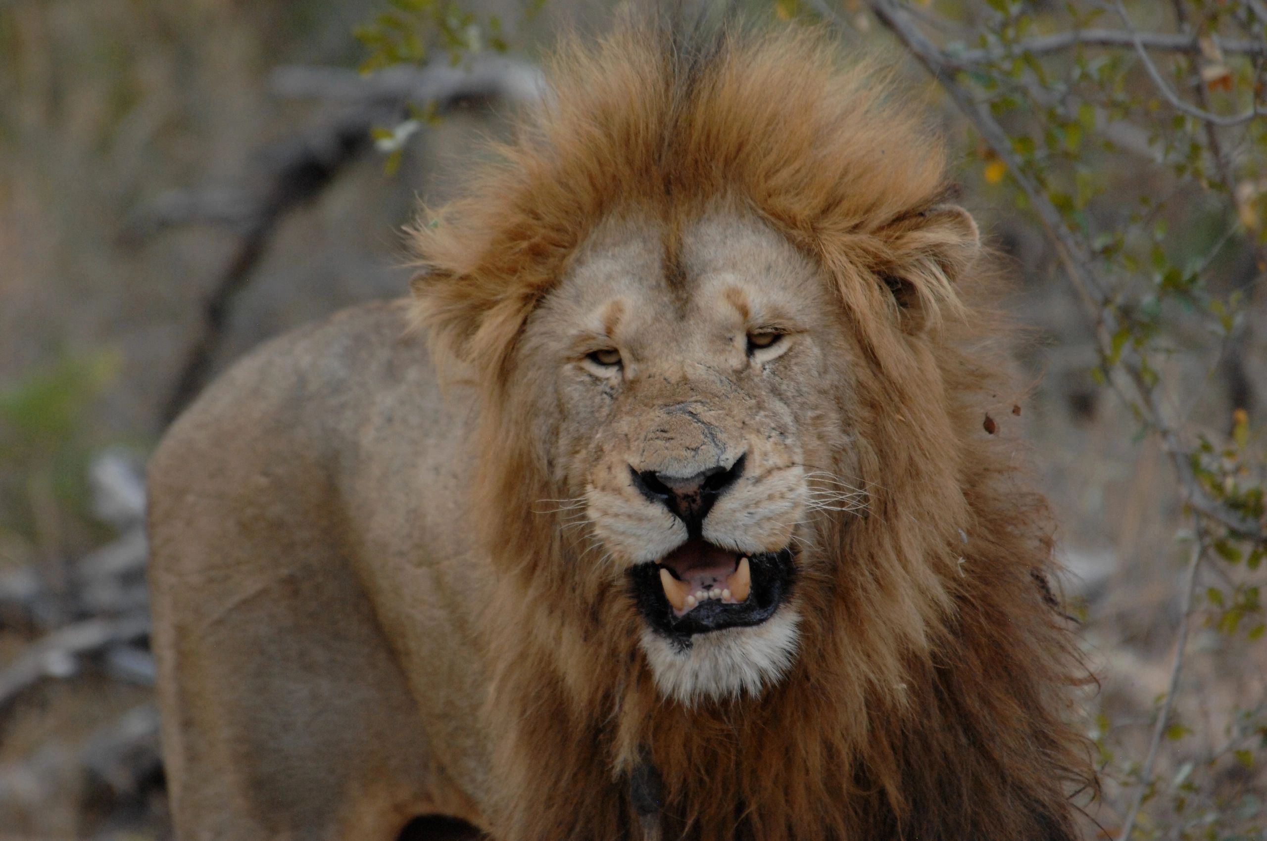 Home [steve-baroch.com]