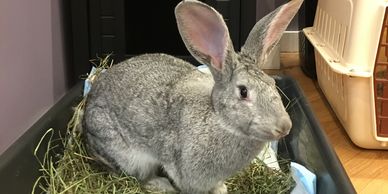 Bunny, Love, Care - Cuddle Bunny - Chicago, Illinois