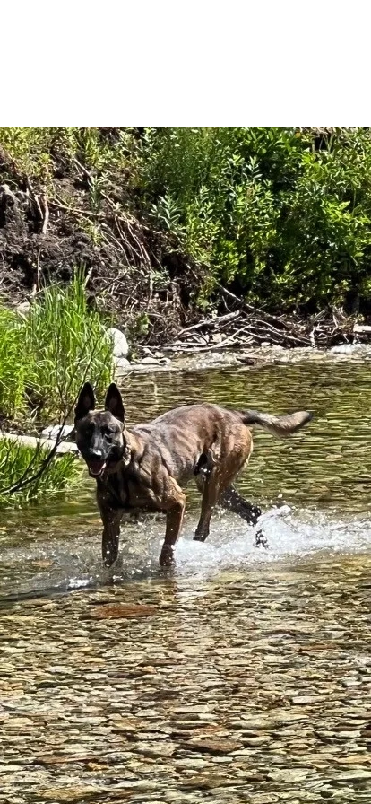 K9 TASK FORCE