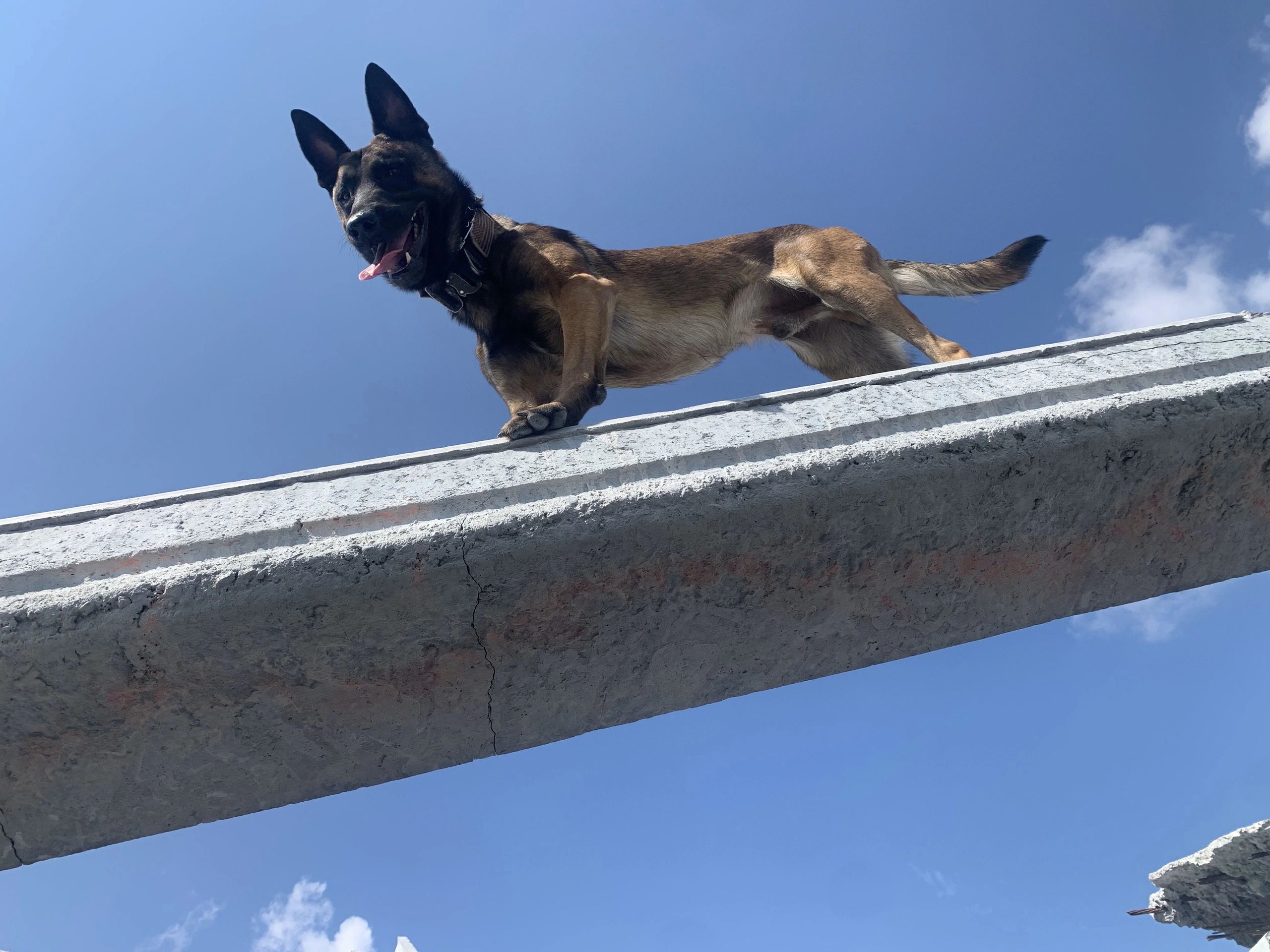 K9 TASK FORCE - Cadaver Dog, K9 Task Force, Detection Dogs