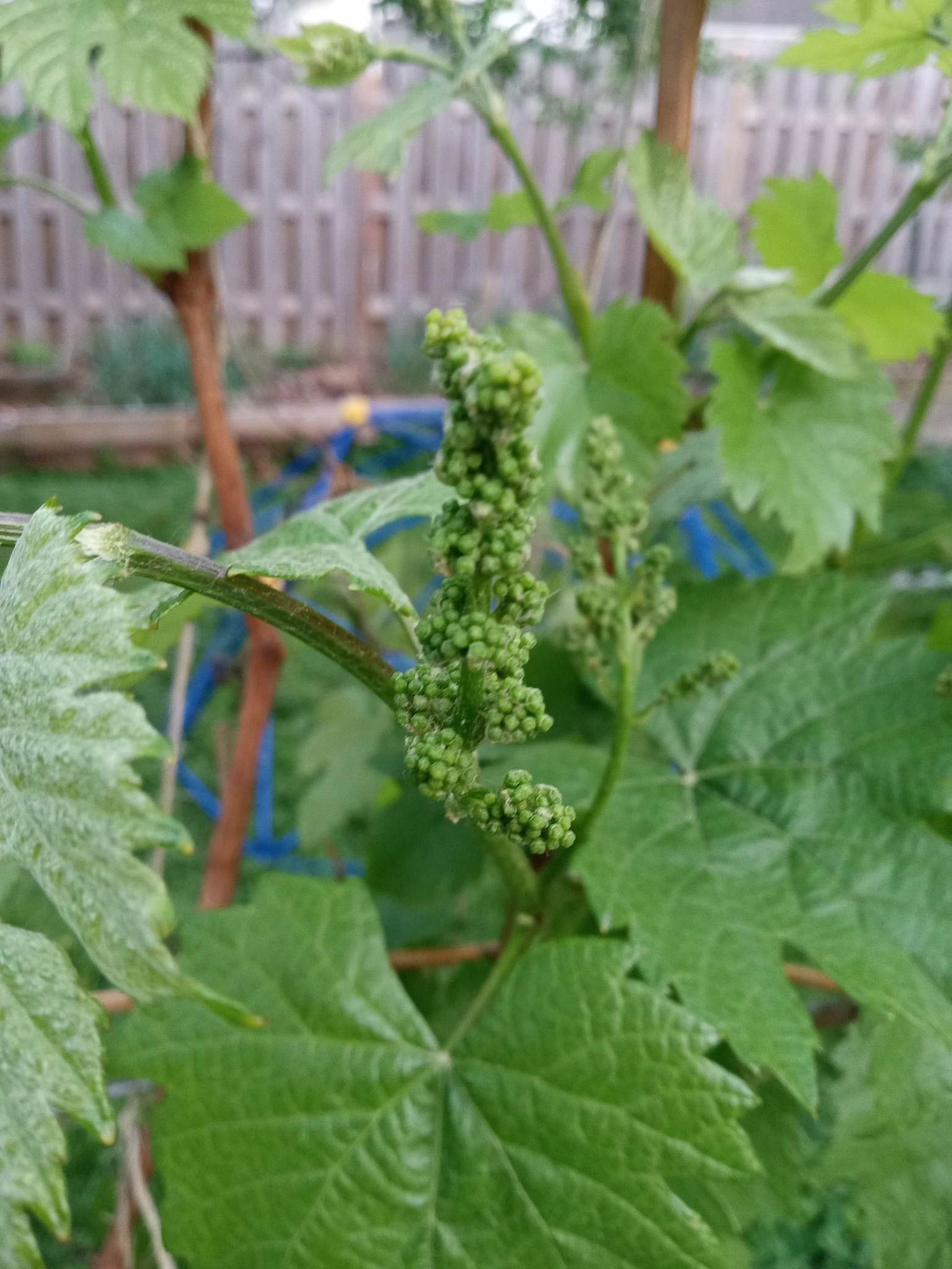 5 Delicious Ways to Cook with Grape Leaves!