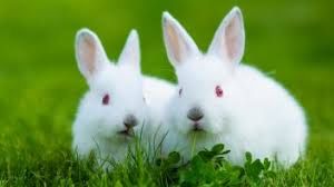 Florida White Rabbits are the BEST rabbit breed. Here's why...