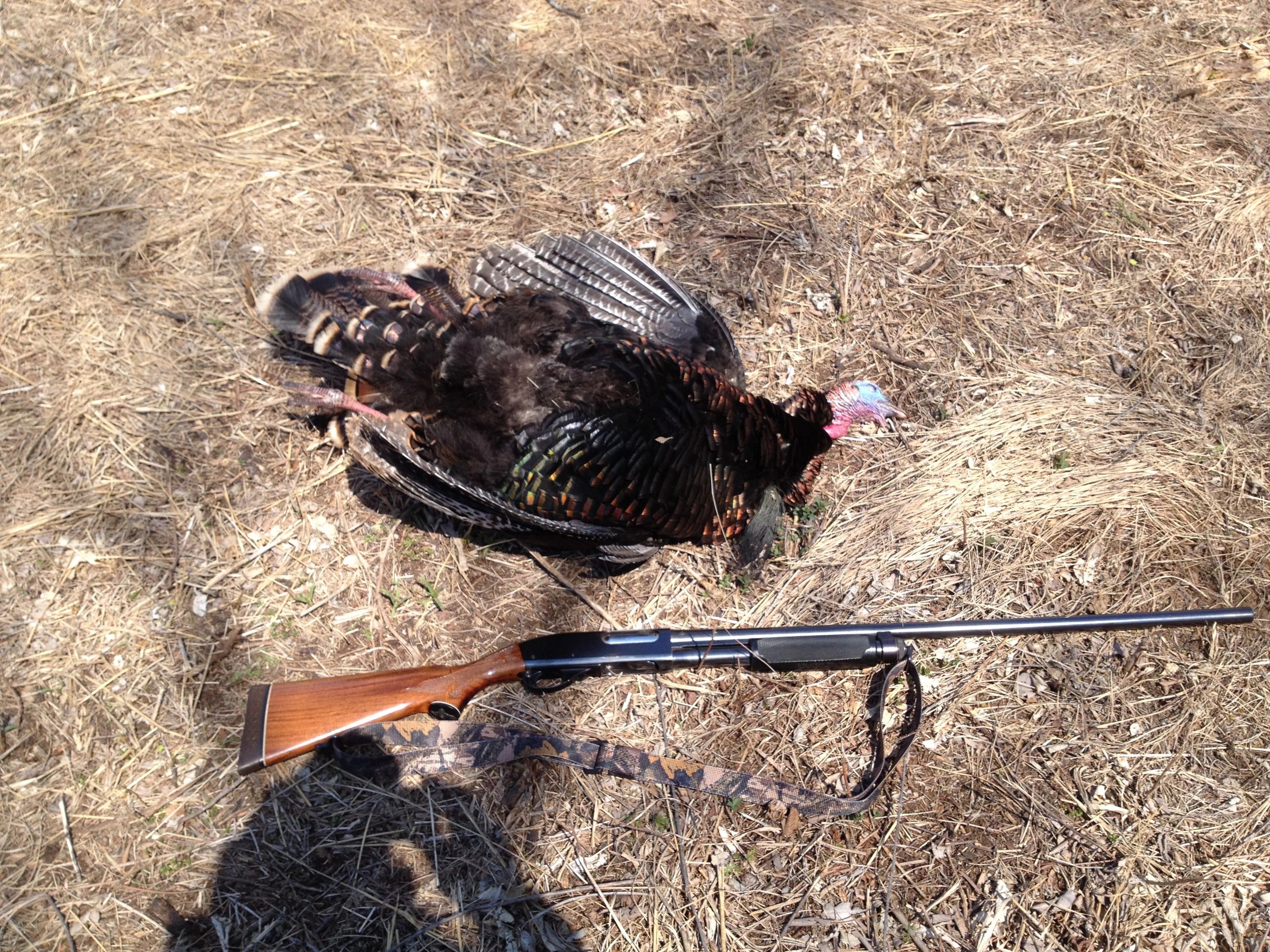 Turkey Guns.
