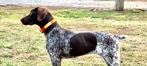 Available Adult Dogs for adoption