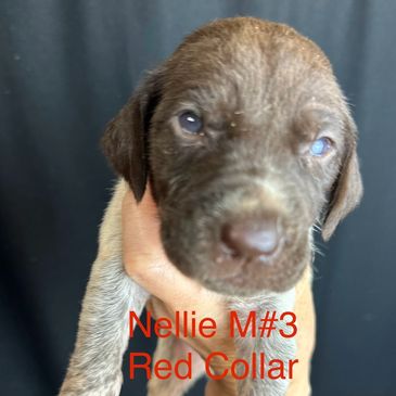 AVAILABLE PUPPIES