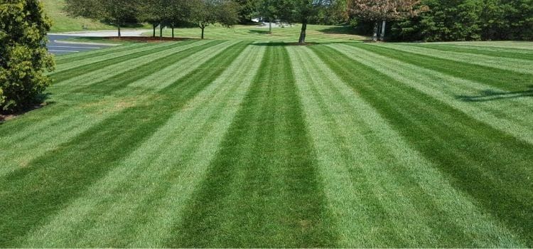 Premier Lawn Cuts LLC