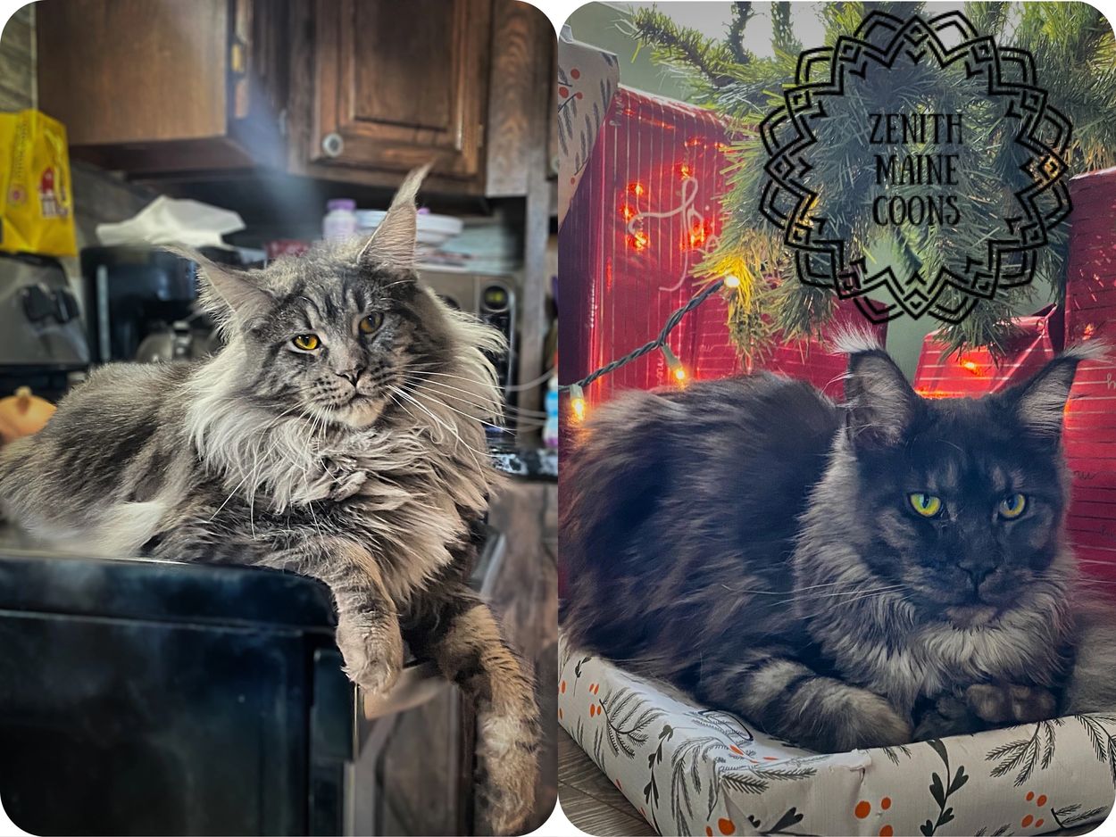 Upcoming Plans | Zenith Maine Coon Cattery