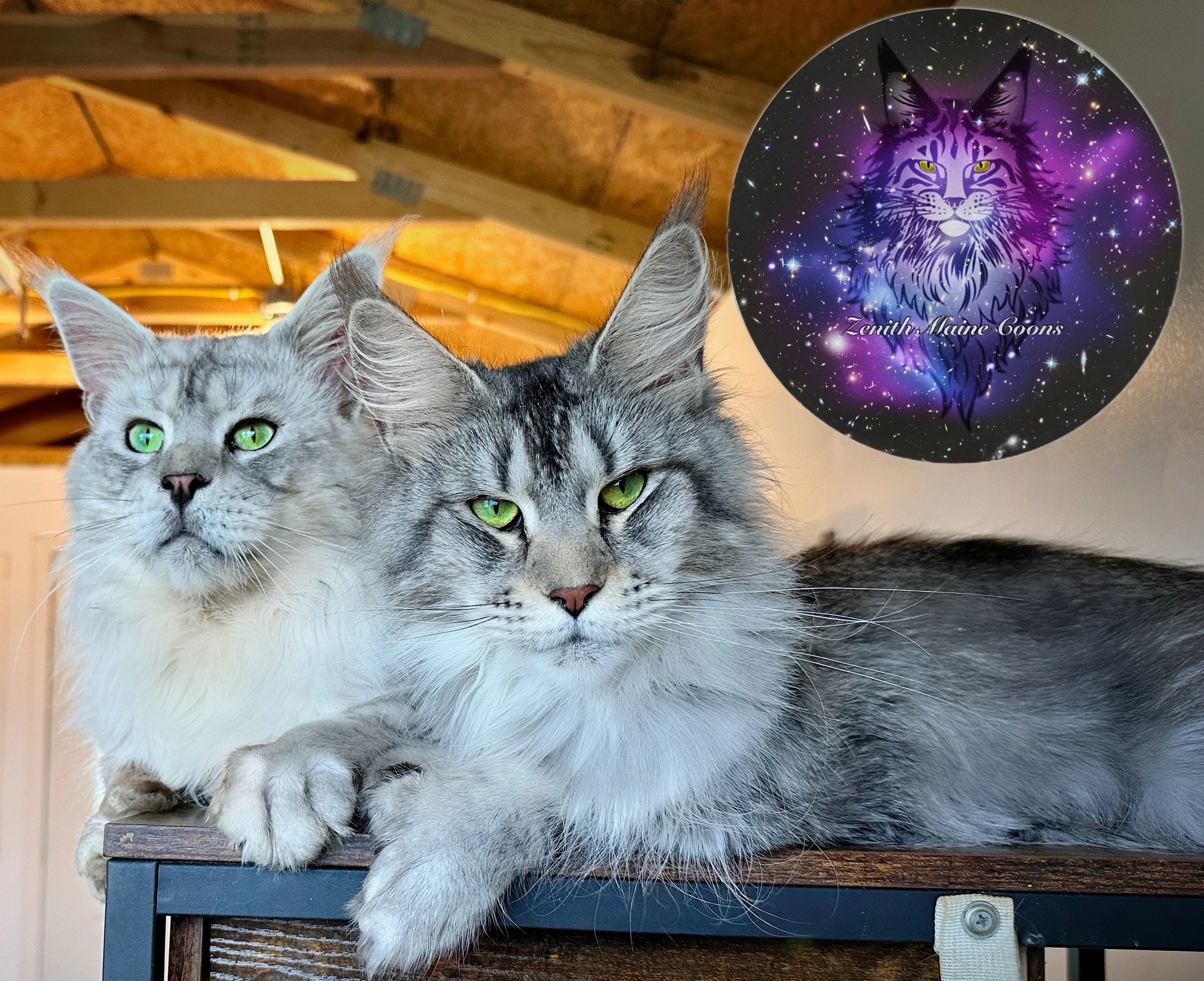 AVAILABLE KITTENS | Zenith Maine Coon Cattery