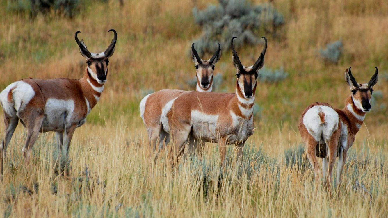 Pronghorn ranch