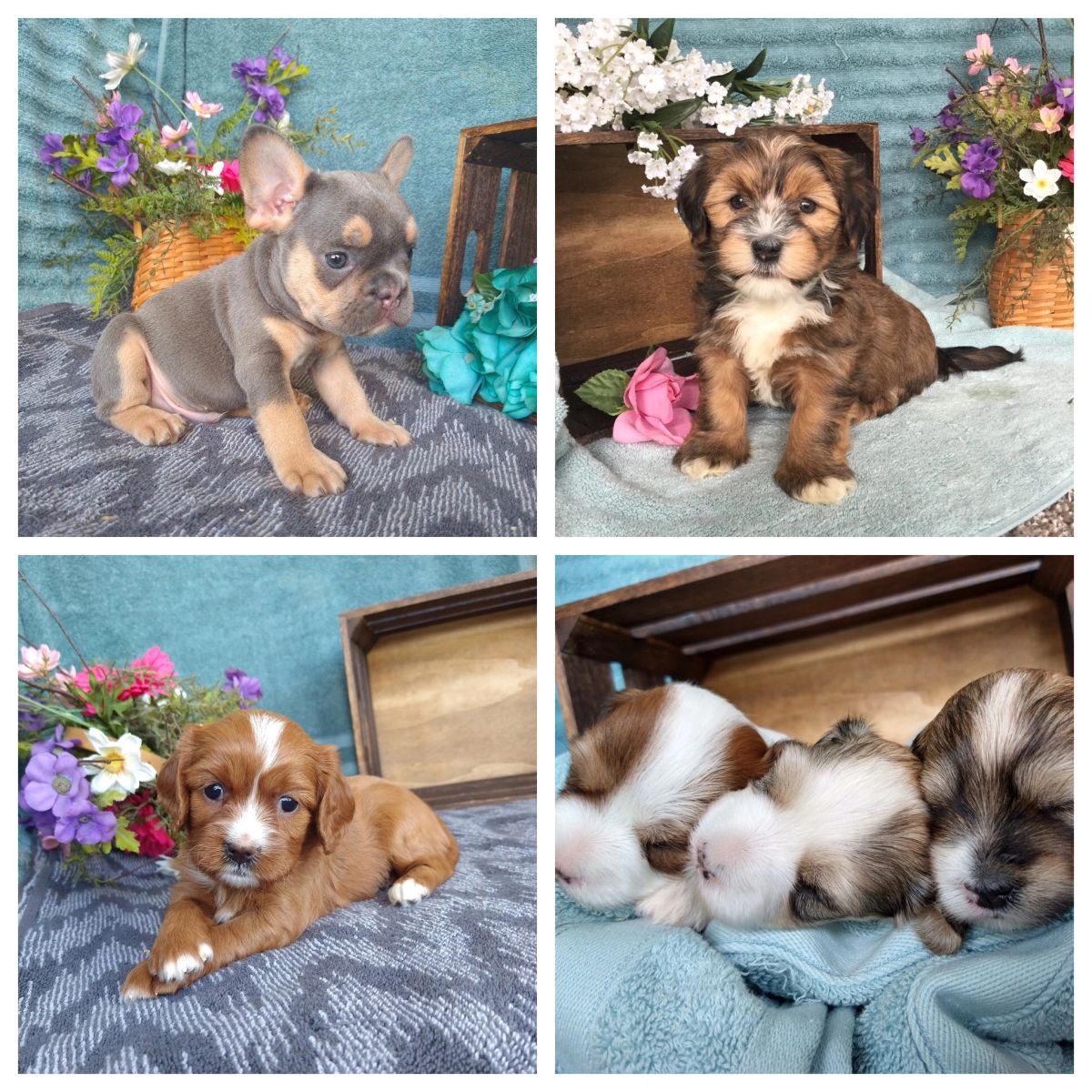 Reserve A Puppy