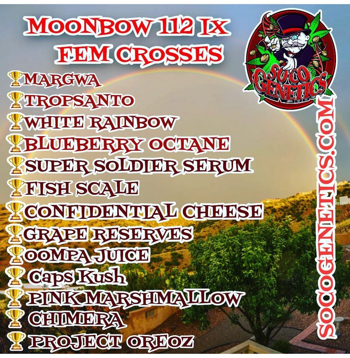 BLUEBERRY OCTANE X MOONBOW 112 IX Fems