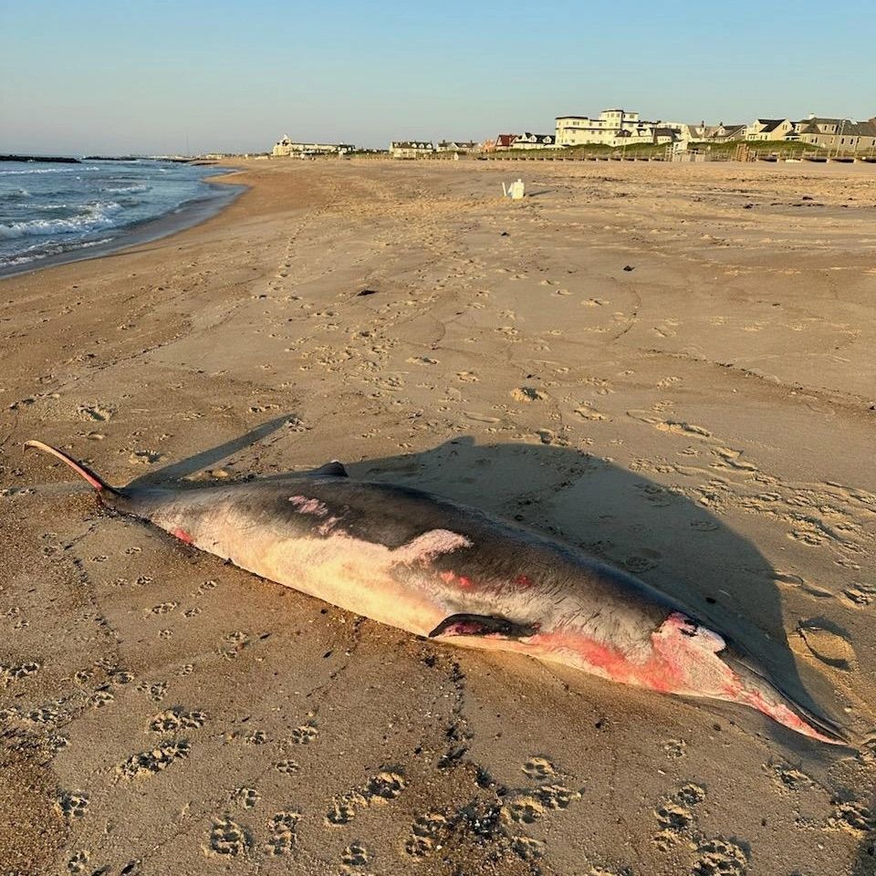 Deceased Beaked Whale Washes Ashore in Spring Lake