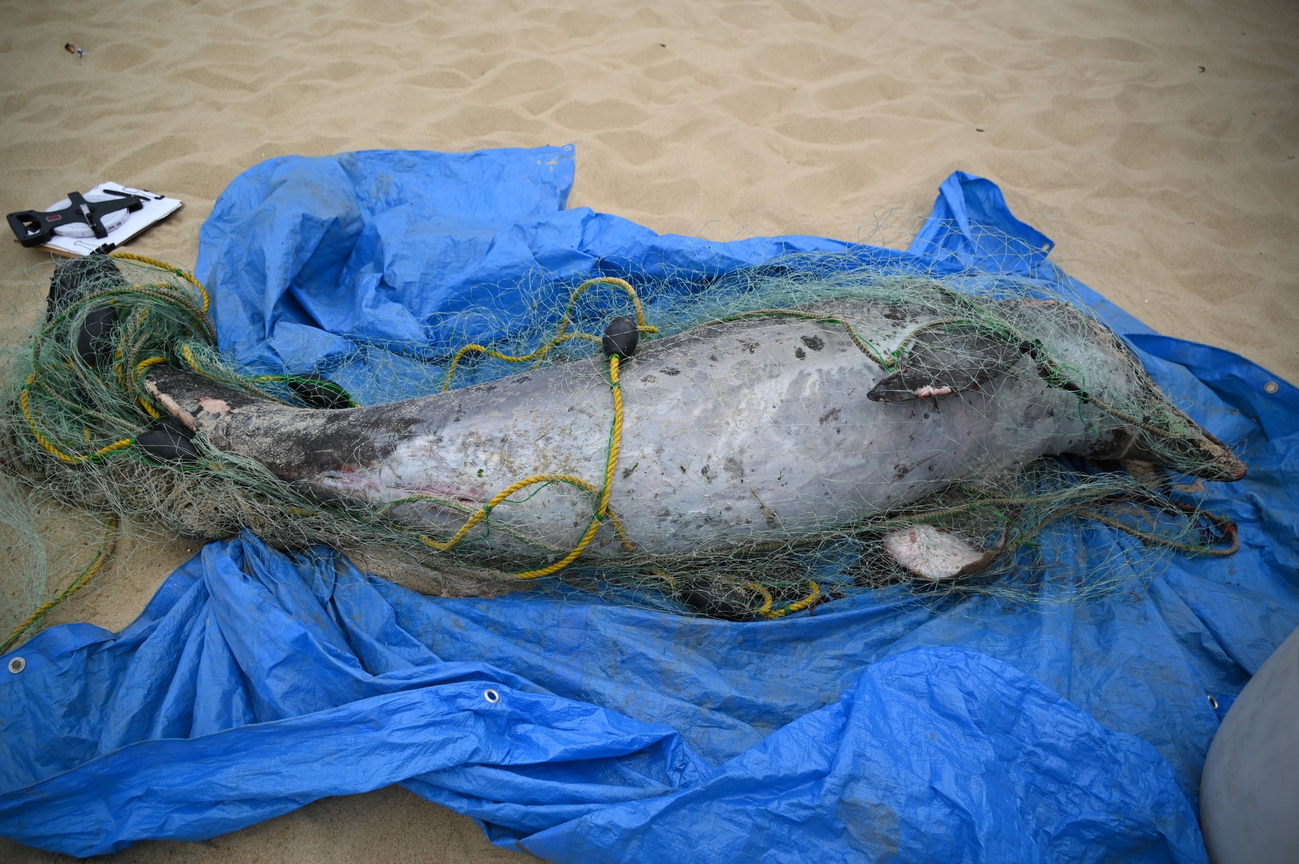Dolphin Entangled in a 66-foot-long Section of Net