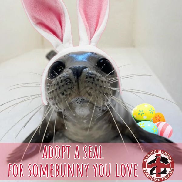 Plush Seal Adoption Package