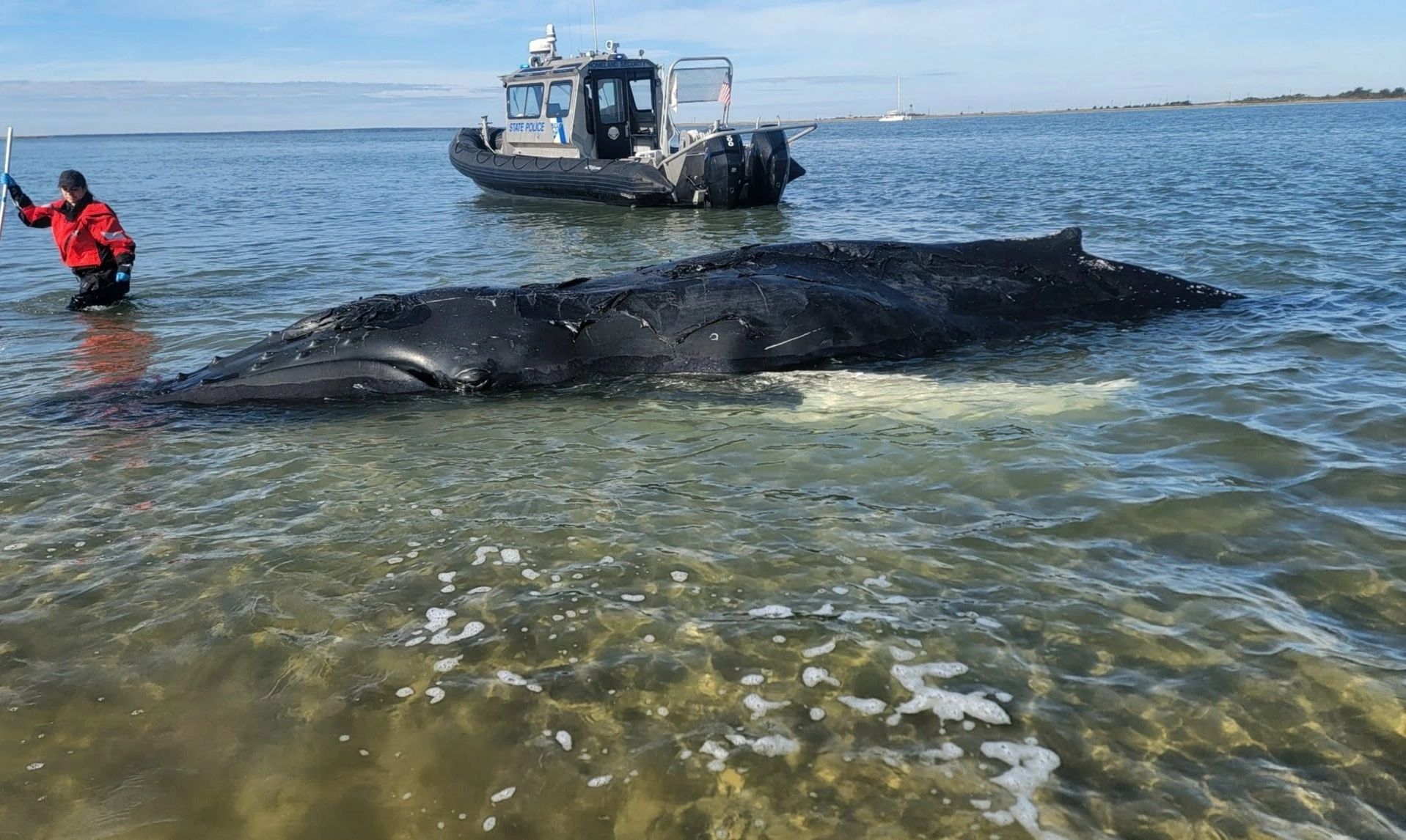 Humpback Whale Strands in Holgate