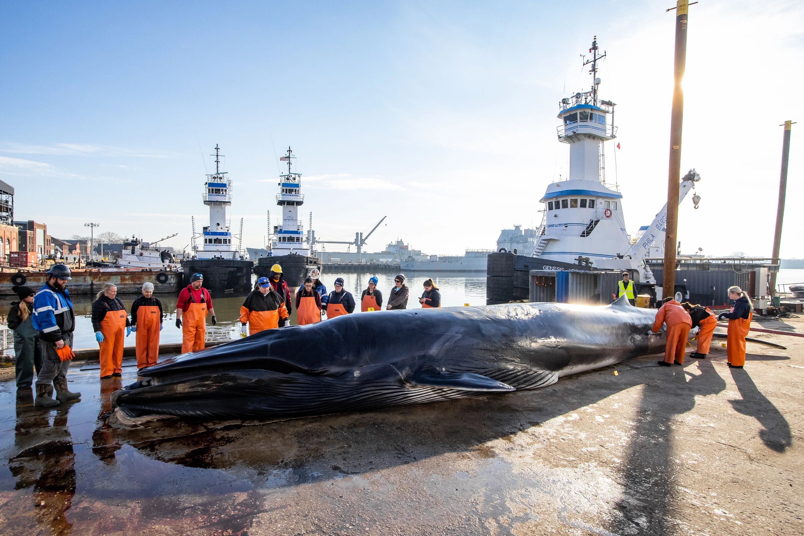 Necropsy Completed on Fin Whale Found on the Bow of Cargo Ship