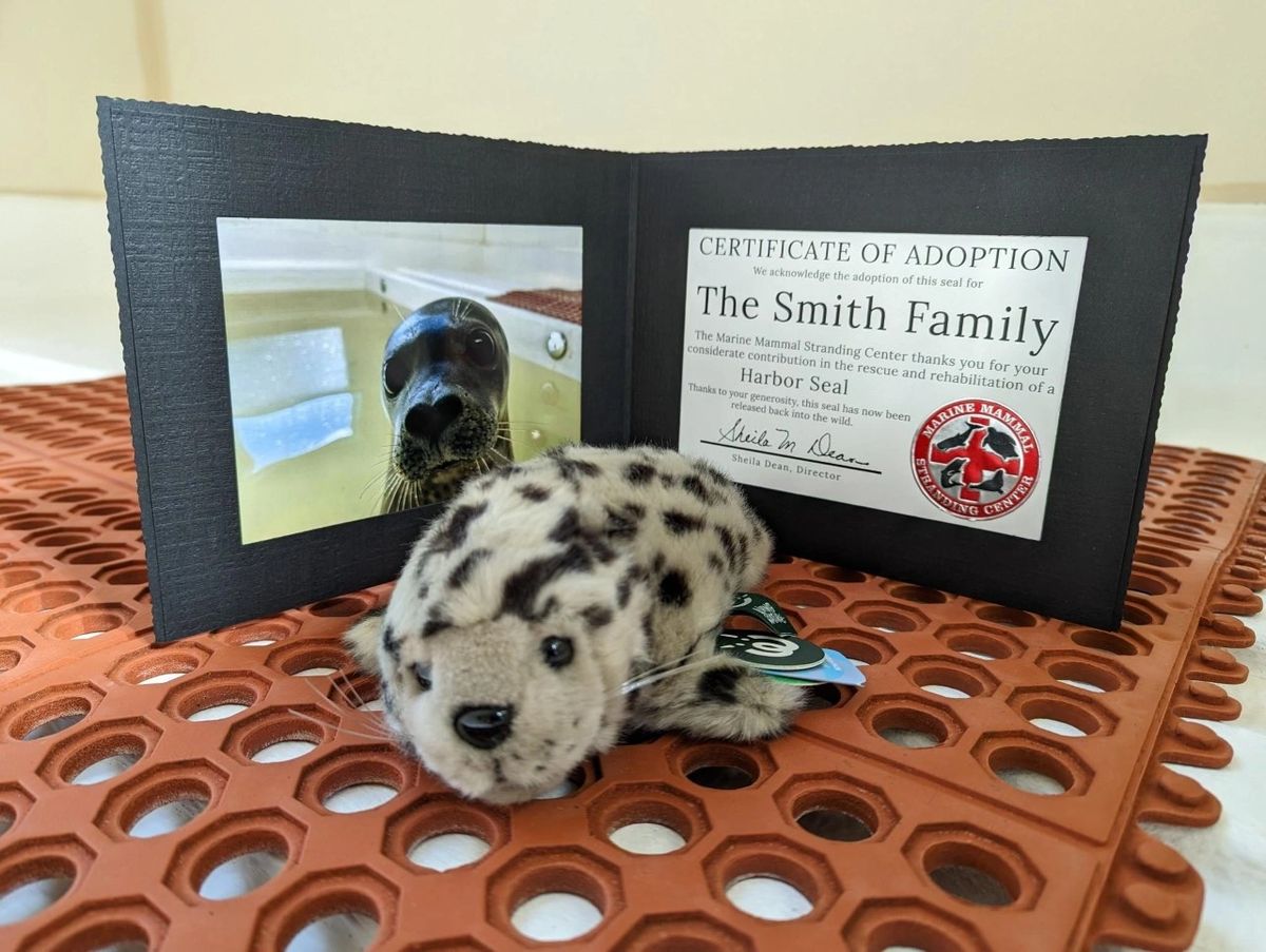 Plush Seal Adoption Package