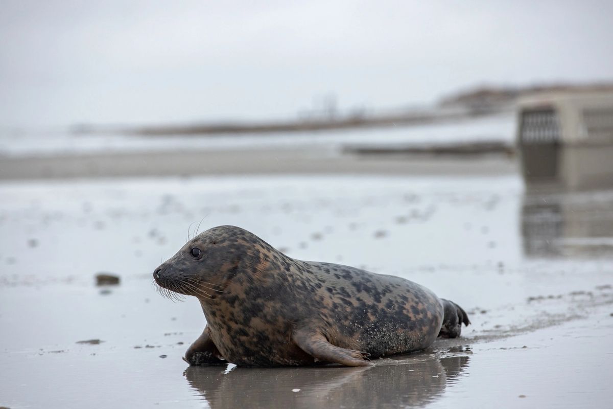 Classic Seal Adoption Package