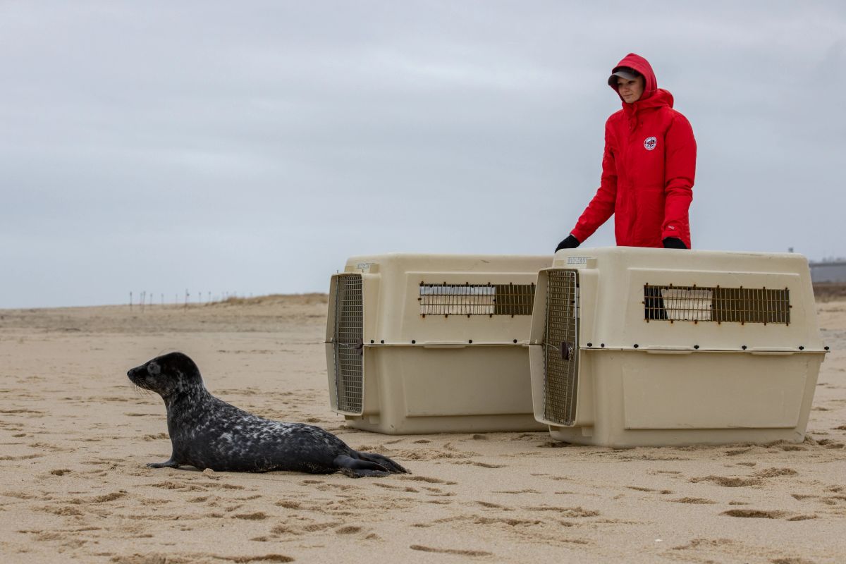 Classic Seal Adoption Package