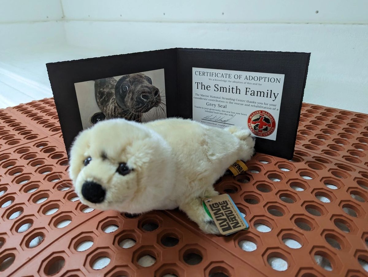 Deluxe Seal Adoption Package (with Plush)