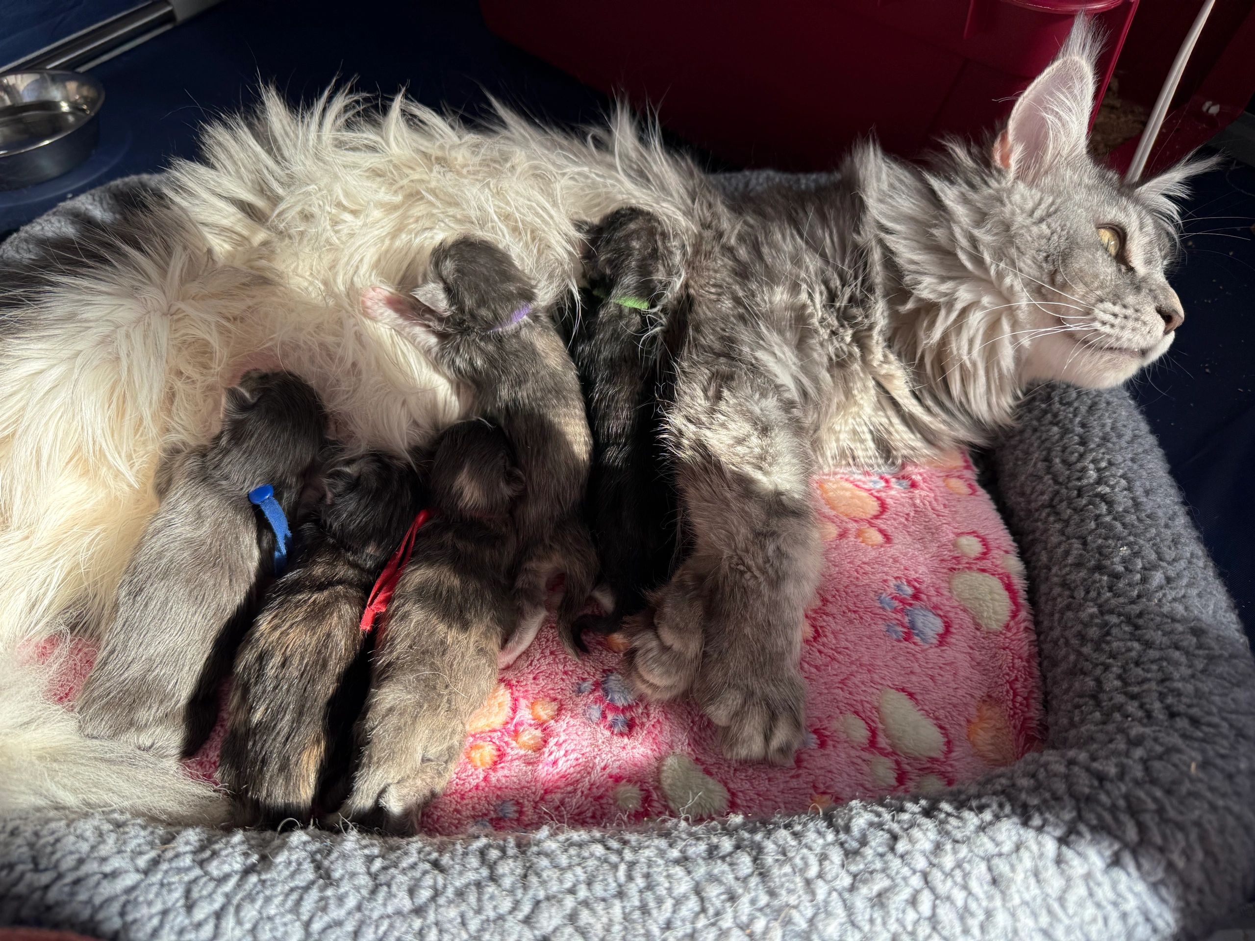 Tugas Toe Bean Cattery