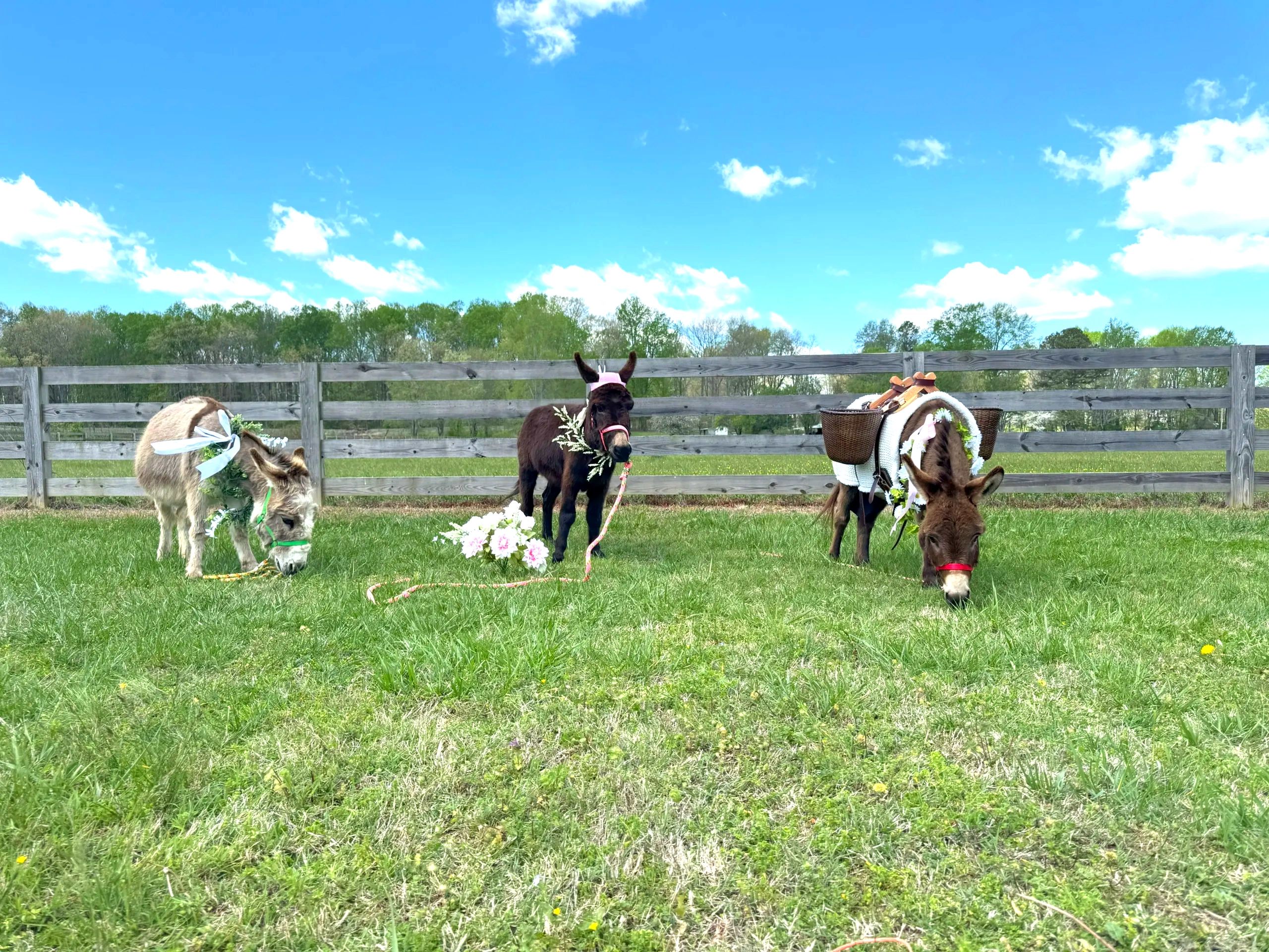 Home - Beer Burros - Tiney Hiney Beverage Burros, LLC