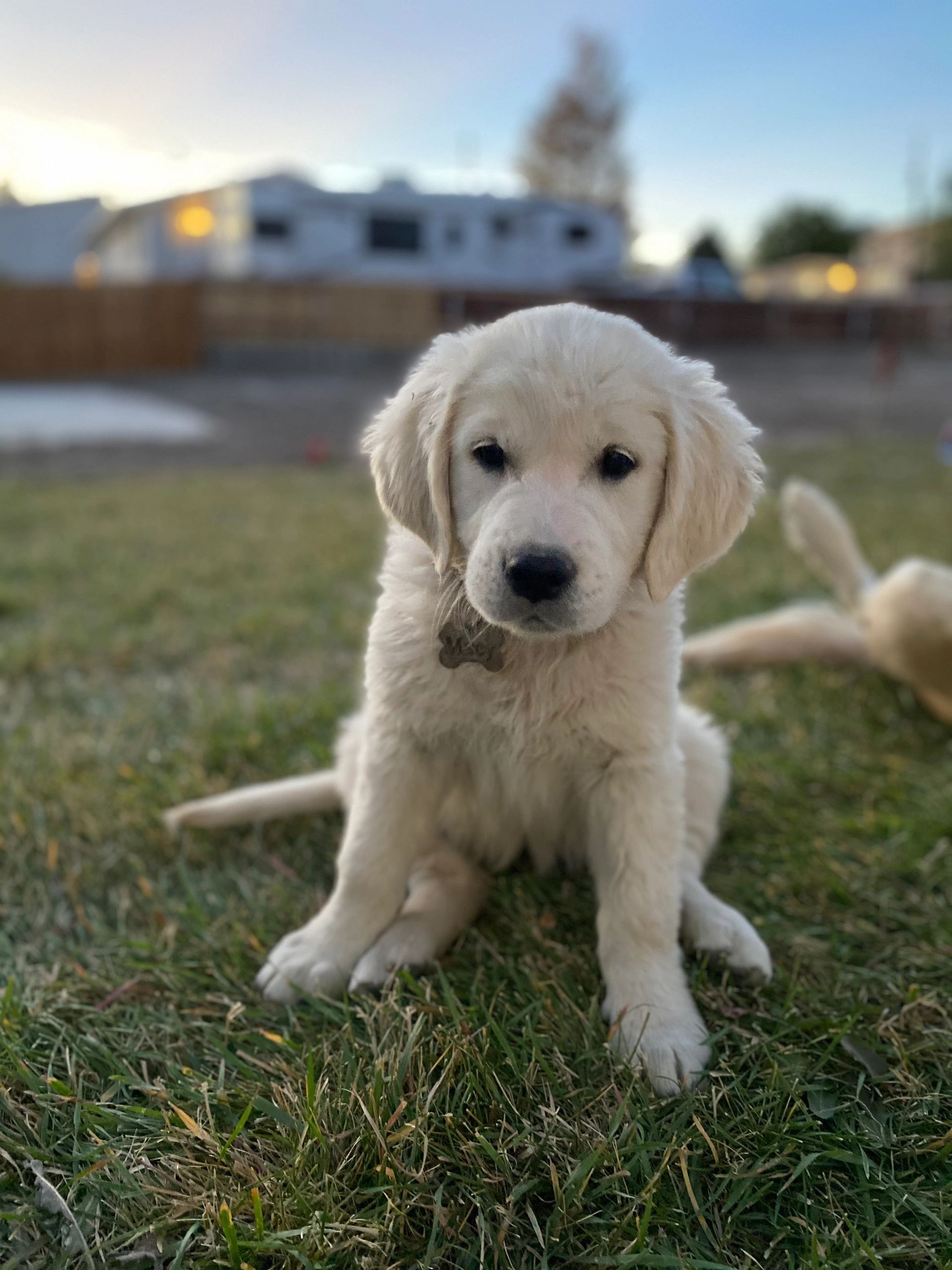 Golden Retriever Puppies - Castle Country Companions