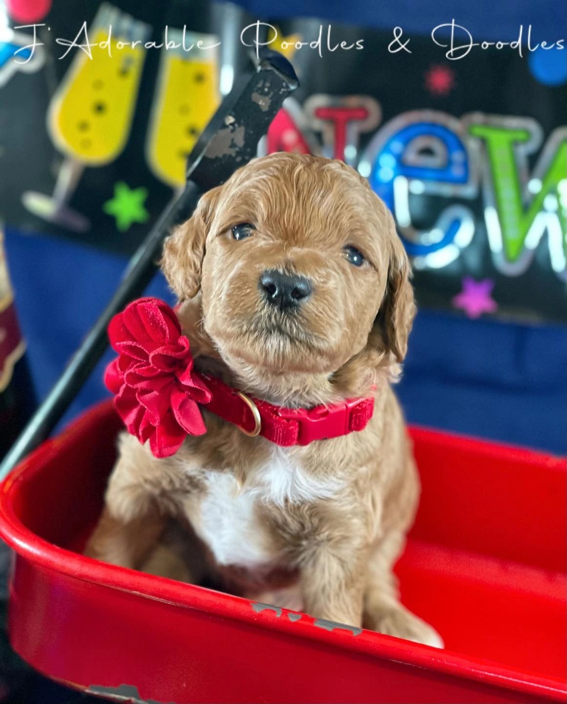 J'Adorable Poodles & Doodles - Pet Services, Doodles, Poodles